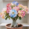 Natural Desert Rose — Non-GMO — (Non-Artificial)--Easy to cultivate--10 ...