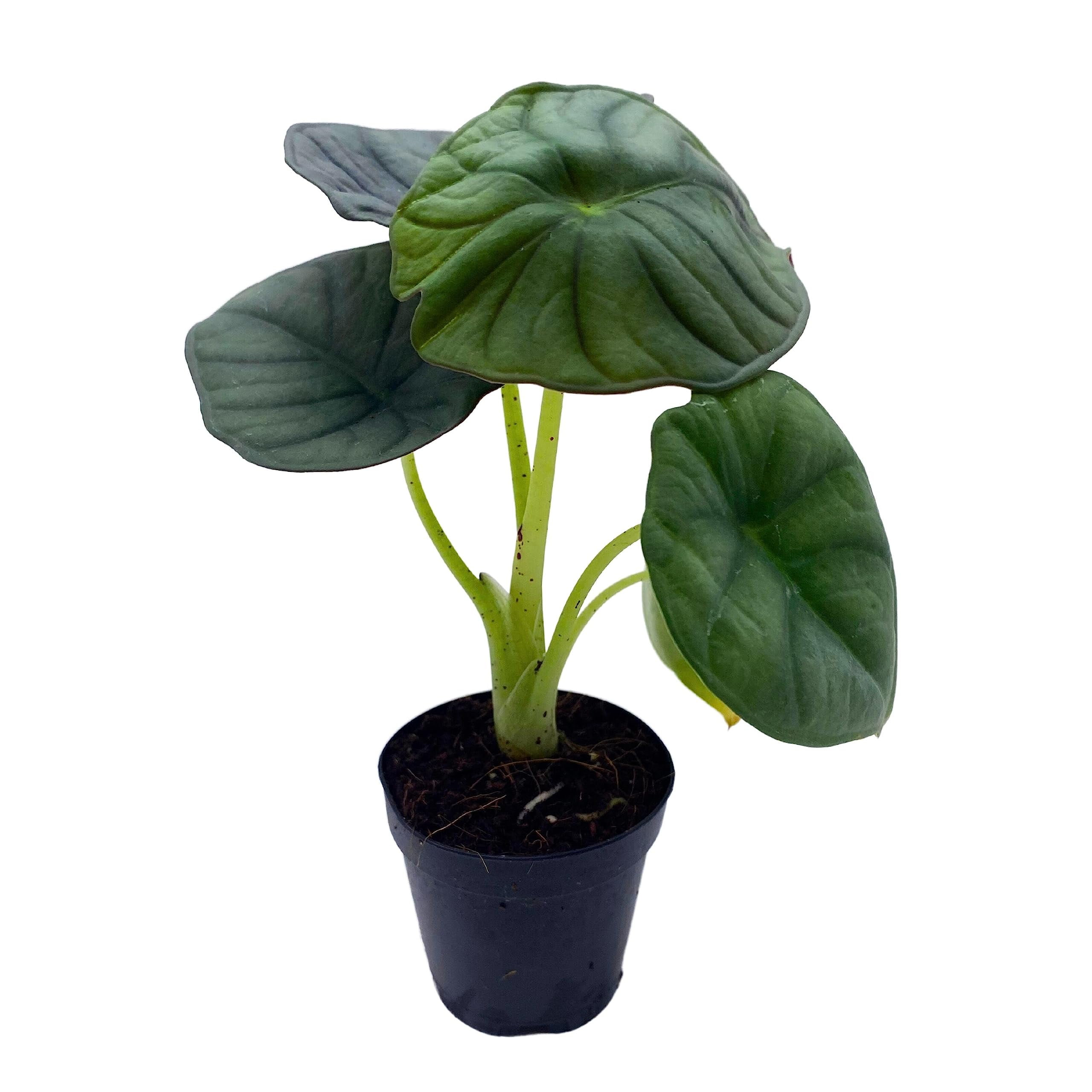 Alocasia Nebula, Nebula Imperialis, Black Diamond, Silver Plant ...