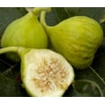 Wekiva Foliage Lattarula Italian Honey Fig Tree, 3 Live Starter Plants ...