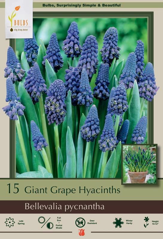 Giant Grape Hyacinth 15 Bulbs - Muscari/Bellevalia - 6/+ cm Bulbs ...