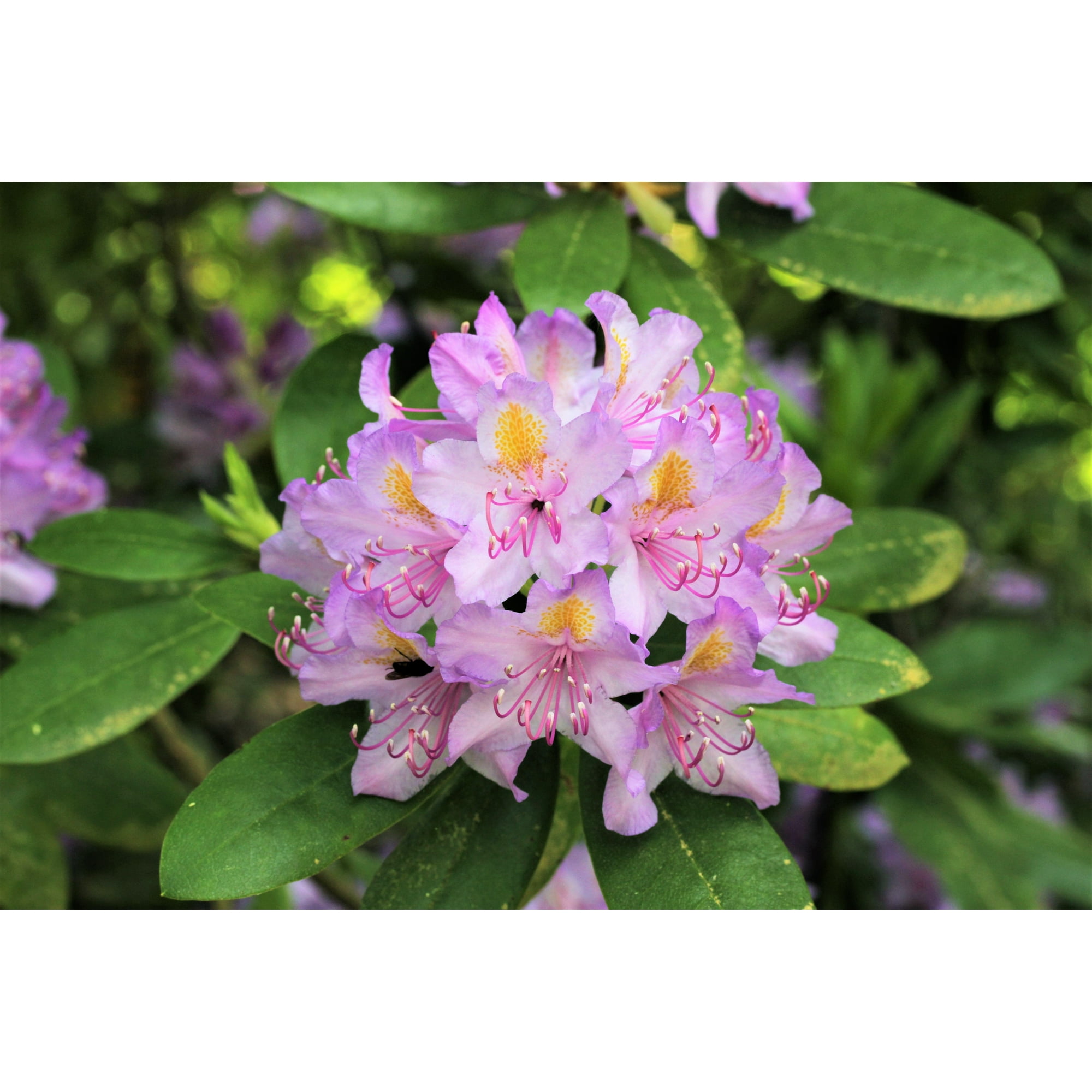 Click here for Seedville Usa 40 Carolina Rhododendron Carolinianu... prices