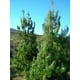 30 Mexican WEEPING PINE TREE Evergreen Pinus Patula Seeds - Walmart.com