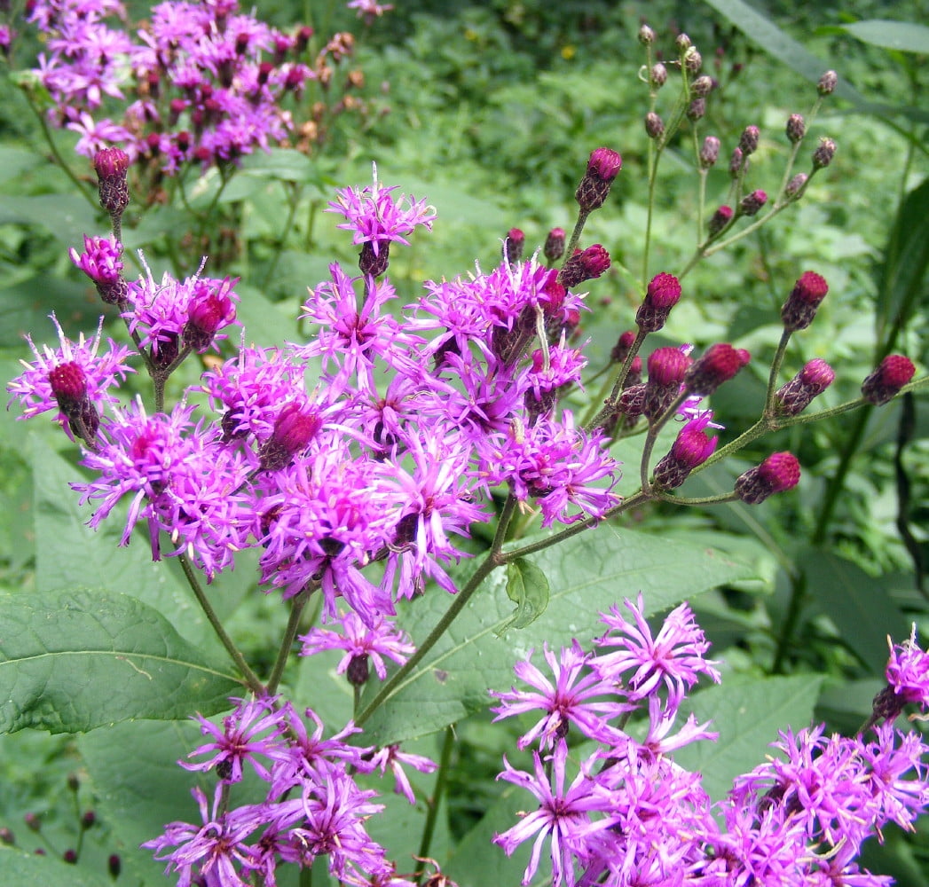 Giant Ironweed - Veronia gigantea - 2 Top Size Roots - Walmart.com
