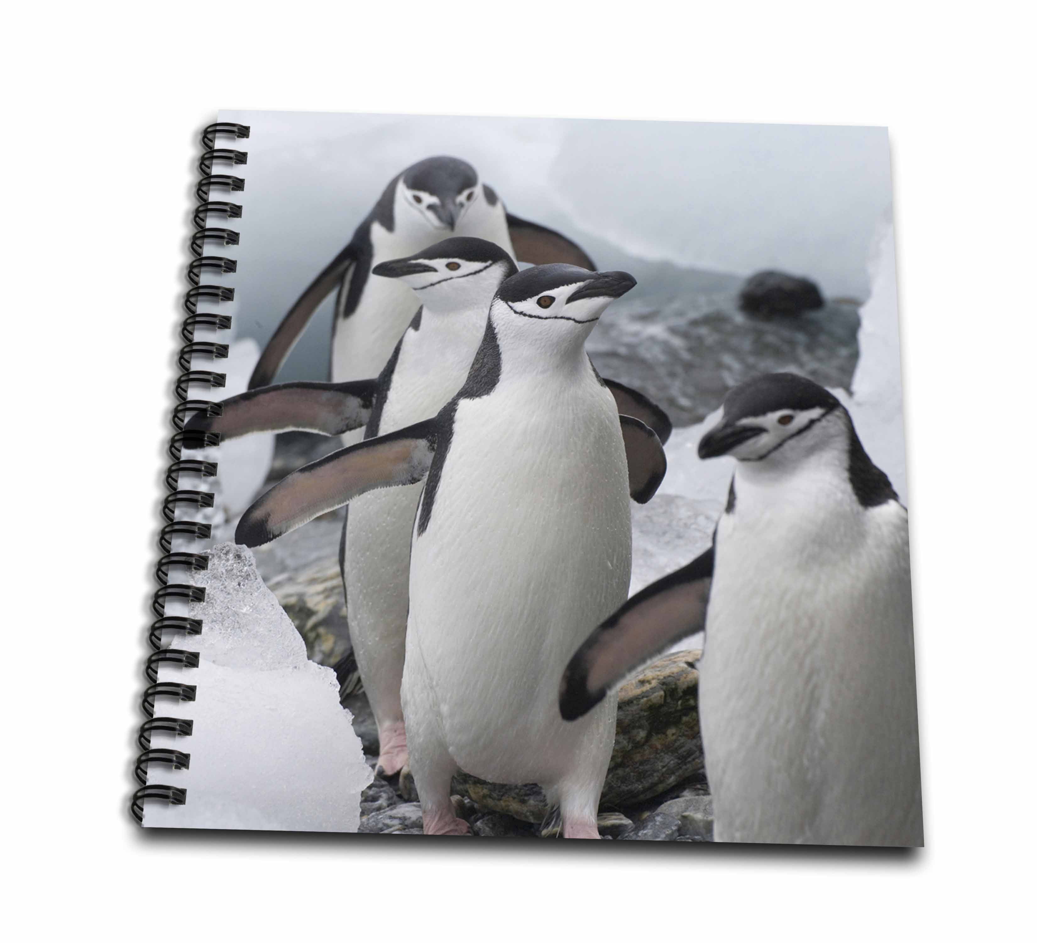 3dRose Chinstrap Penguins, South Orkney Islands, Antarctica-AN01 ...