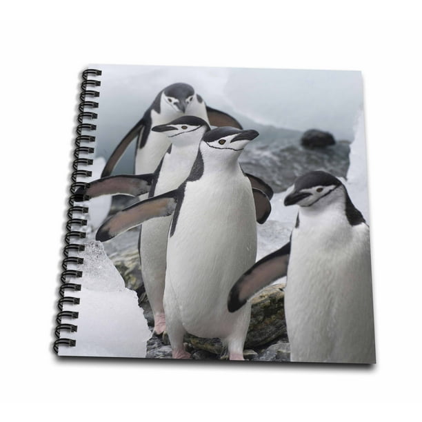 3dRose Chinstrap Penguins, South Orkney Islands, Antarctica-AN01 ...
