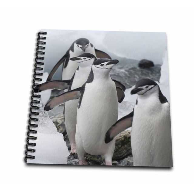 3dRose Chinstrap Penguins, South Orkney Islands, Antarctica-AN01 ...