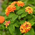 2 Lantana Plants Live, Perennial Live Flowering Lantana, Container ...