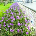 06 Mexican Petunias Live Plants for Spring Planting, 4-6" Well Rooted ...