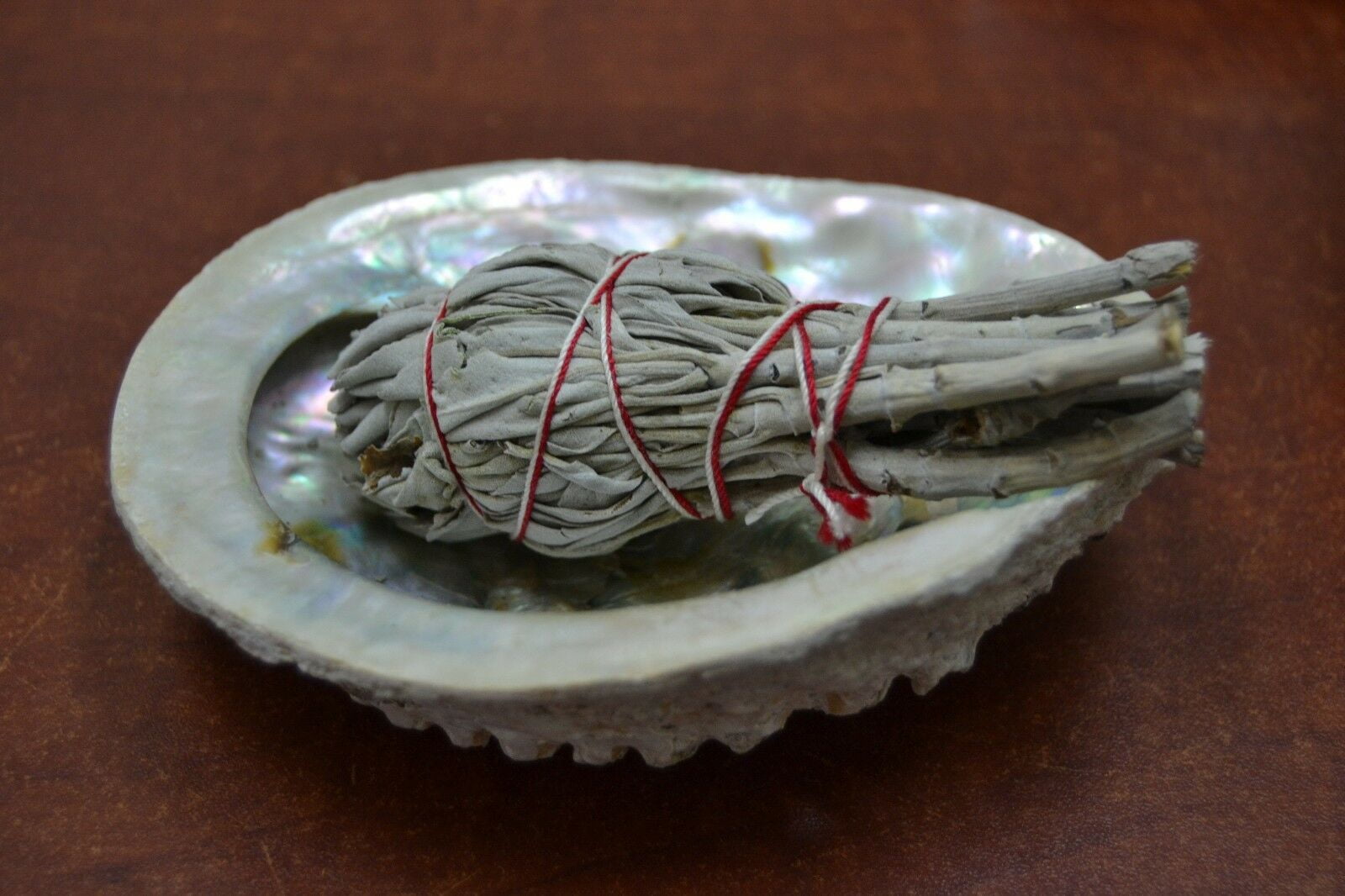 Abalone Seashell with White Sage Smudging Burning Sage - Walmart.com