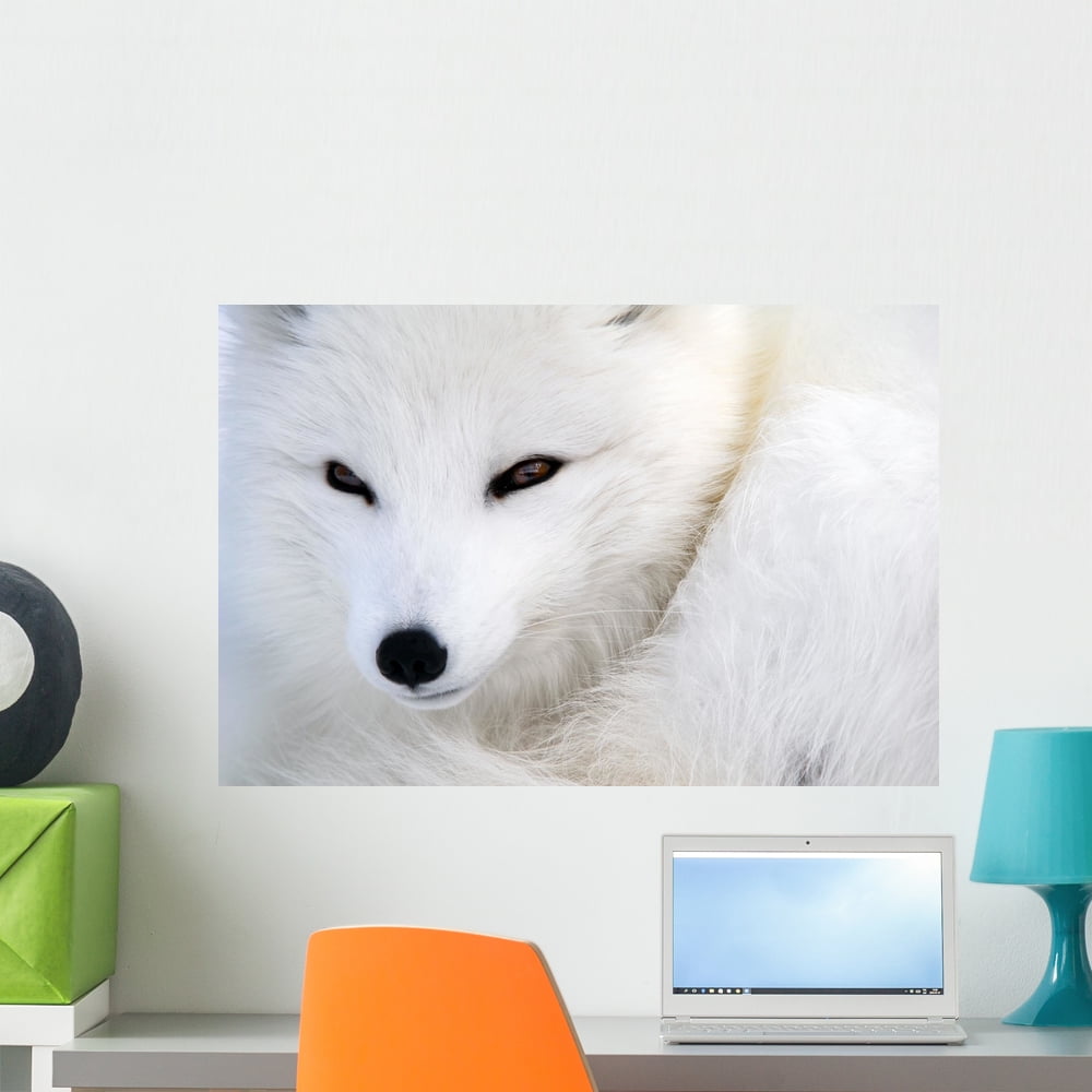 Arctic Fox Wall Mural by Wallmonkeys Peel and Stick Graphic (24 in W x ...
