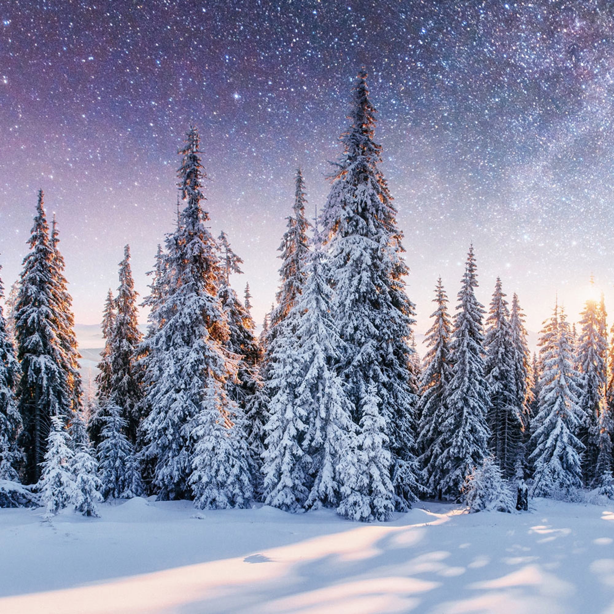 SAYFUT 5x7ft Christmas White Snow Winter Tree Road Photography Backdrop ...