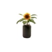 Sunflower Windowsill Planter Kit - Grows Year Round, Includes ...