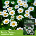 3 packs Feverfew Seeds - Bachelor's Buttons - Non-GMO Heirloom ...