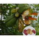 Colanut Africa colanut Obi Kola, Obi Abata, Cola Nitida, Kolanut 2 lobe ...