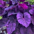 Blue Elephant Ear for Planting-(Non-Artificial)-No-fuss Cultivation ...