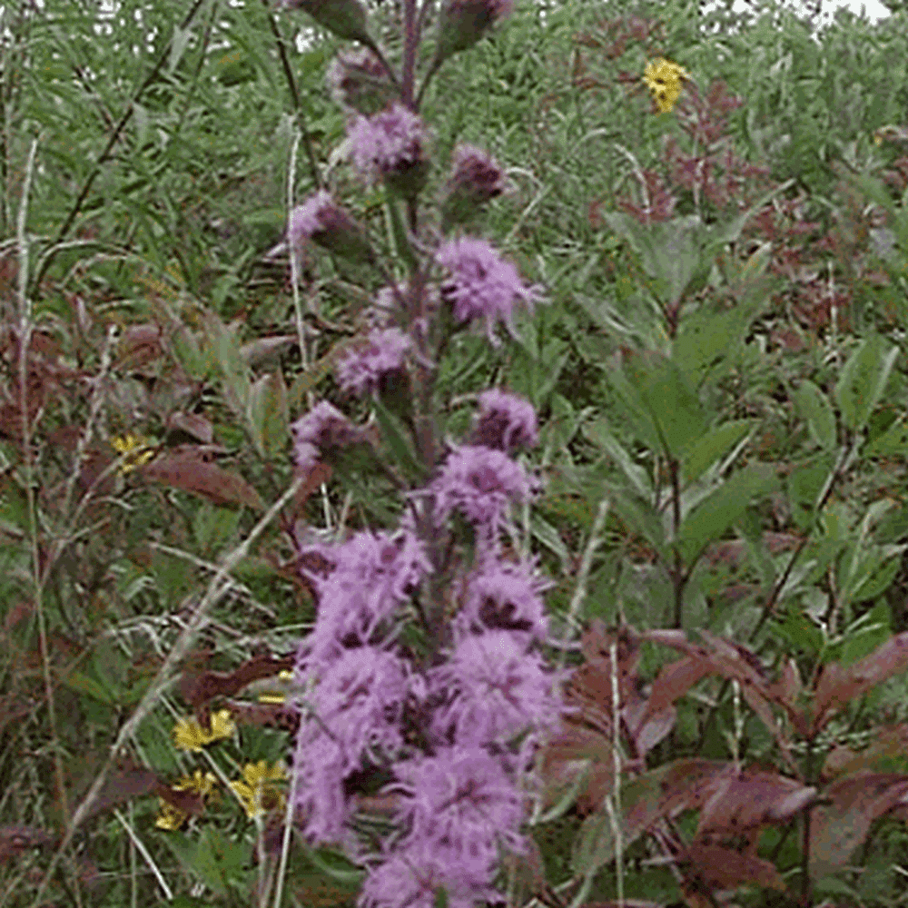 Everwilde Farms - 1 Lb Northern Blazing Star Native Wildflower Seeds ...