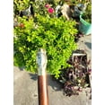 Antique Rosewood Walking Cane Brass Eagle Head Handle Detachable ...