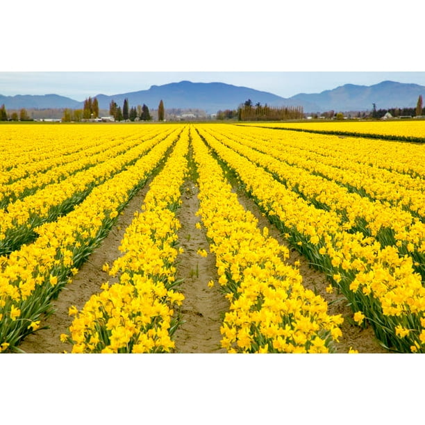Mount Vernon, Washington State, USA Field of yellow daffodils Poster ...