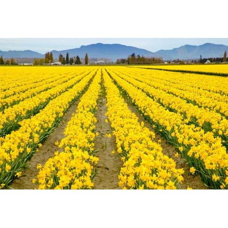 Mount Vernon, Washington State, USA Field of yellow daffodils Poster ...