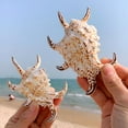 Sinkoo Large Sea Shells, About 8in Natural Conch Shells, Real Seashells ...