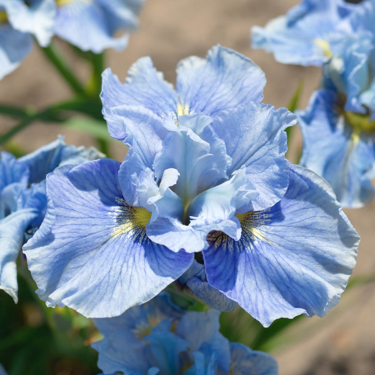 Mission Bay Siberian Iris Dormant Bare Root Starter Perennial Plant (1 ...