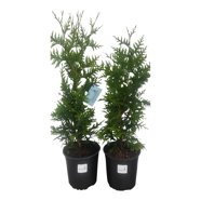 Juniper Scopulorum, Skyrocket Evergreen Tree, 4 Inch Pot, Lot of 6 ...
