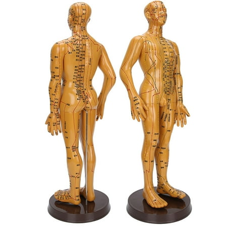 Human Body Acupuncture Model Female Male Copper Color Meridians ...