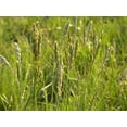 500 MUTTONGRASS Poa Fendleriana Eragrostis Mutton Grass Bluegrass ...