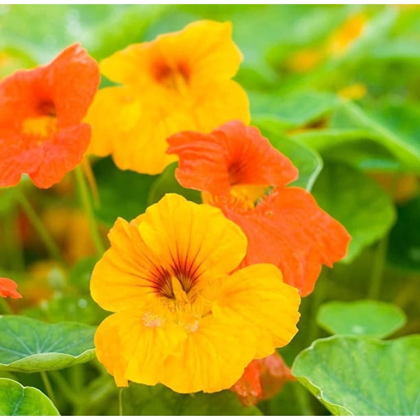 Climbing Nasturtium Seeds
