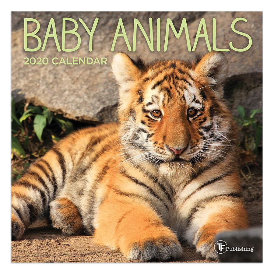 2020 Baby Animals Mini Calendar - Walmart.com