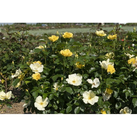 Easy Bee-zy™ Knock Out® Bareroot Rose - Live Plants - 2 Piece - Walmart.com