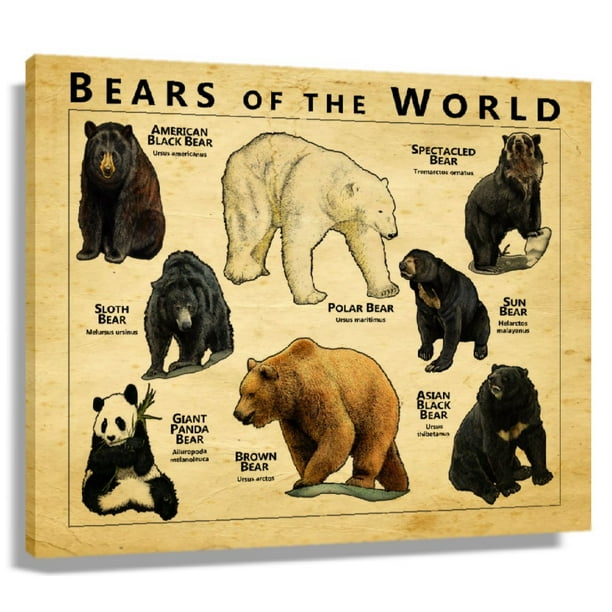 Bears Wall Art Knowledge Poster Educational Wall Art Vintage Prints ...