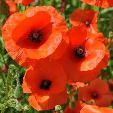 Red Chief Poppy, 100+ Seeds, Worlds Most Popular Flower, Stunning Red ...