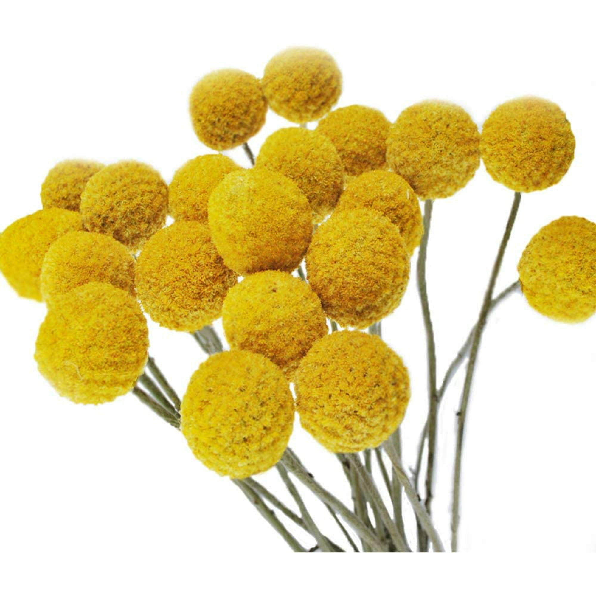 Click here for Zecatl 20 Stems Natural Dried Flower - Craspedia/B... prices