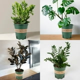 6inch Nursery Pack, 10 Green Plastic Planter Pots for Indoor Planting ...