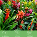 American Plant Exchange Tropical Flowering Bromeliad, Assorted Colors ...