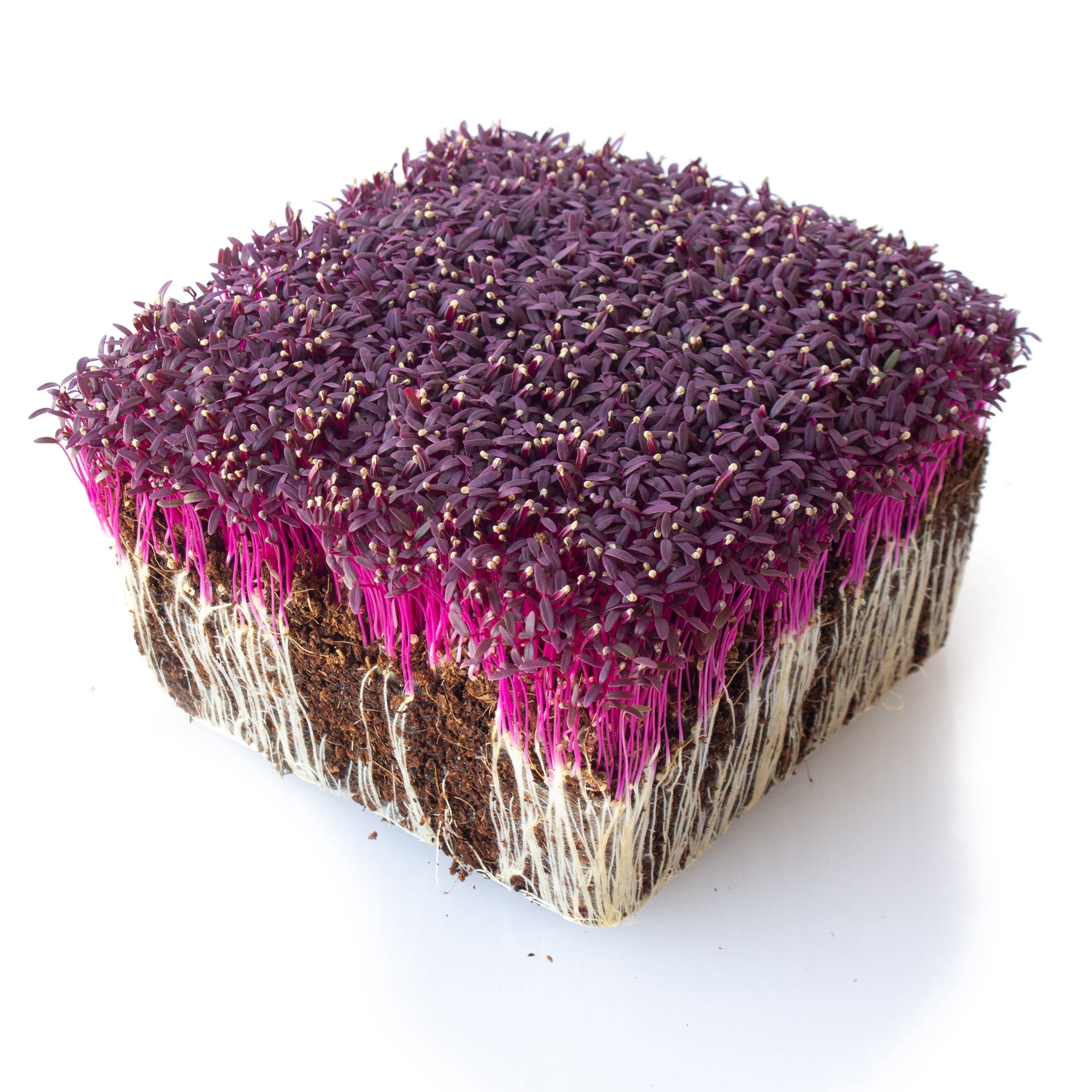 Amaranth Seeds - Red Army - 5 Lb ~3000000 Seeds - Amaranthus cruentus ...