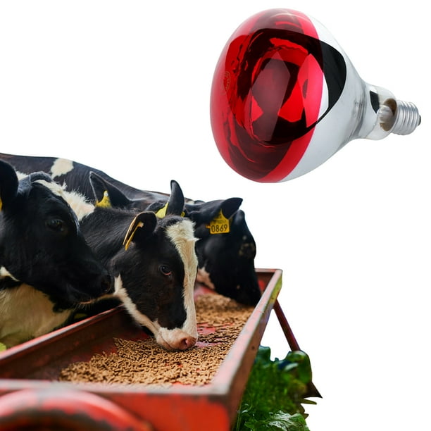 Lámpara Calor Calefacción Cría Agrícola E27 250W para Brooder Coop Rojo ...