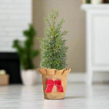 Live Christmas Tree Emerald Green Arborvitae (2.5 Quart) Evergreen ...