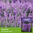 5 packs Munstead Lavender Seed - Lavandula Angustifolia - Non-GMO Heirloom Perennial Full Sun ...