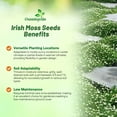 Irish Moss Ground Cover Plants & Seed - Natural Sun Flower, 10000 Seeds ...