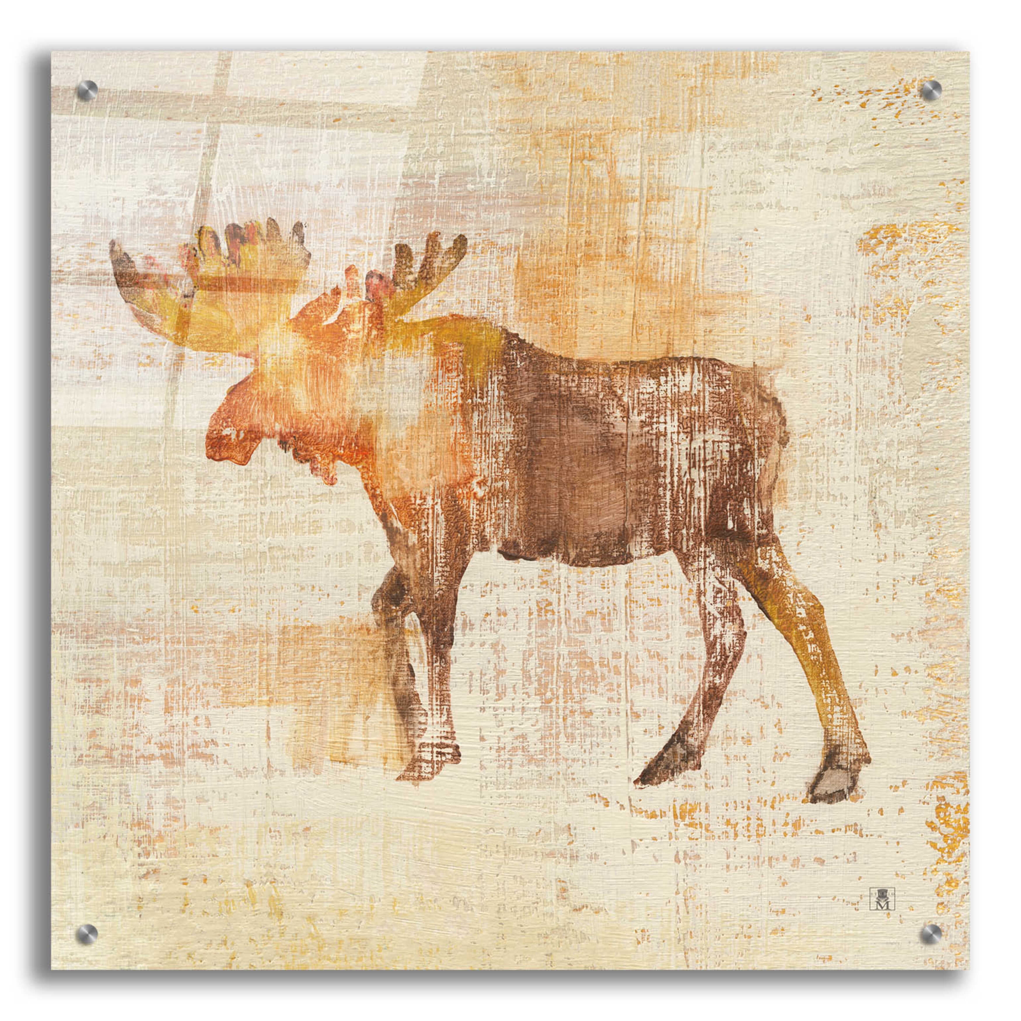 Epic Art 'Moose Study' by Studio Mousseau, Acrylic Glass Wall Art, 24 ...
