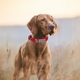 Durable Explosion Proof Traction Dog Collar for Large with Lightweight ...