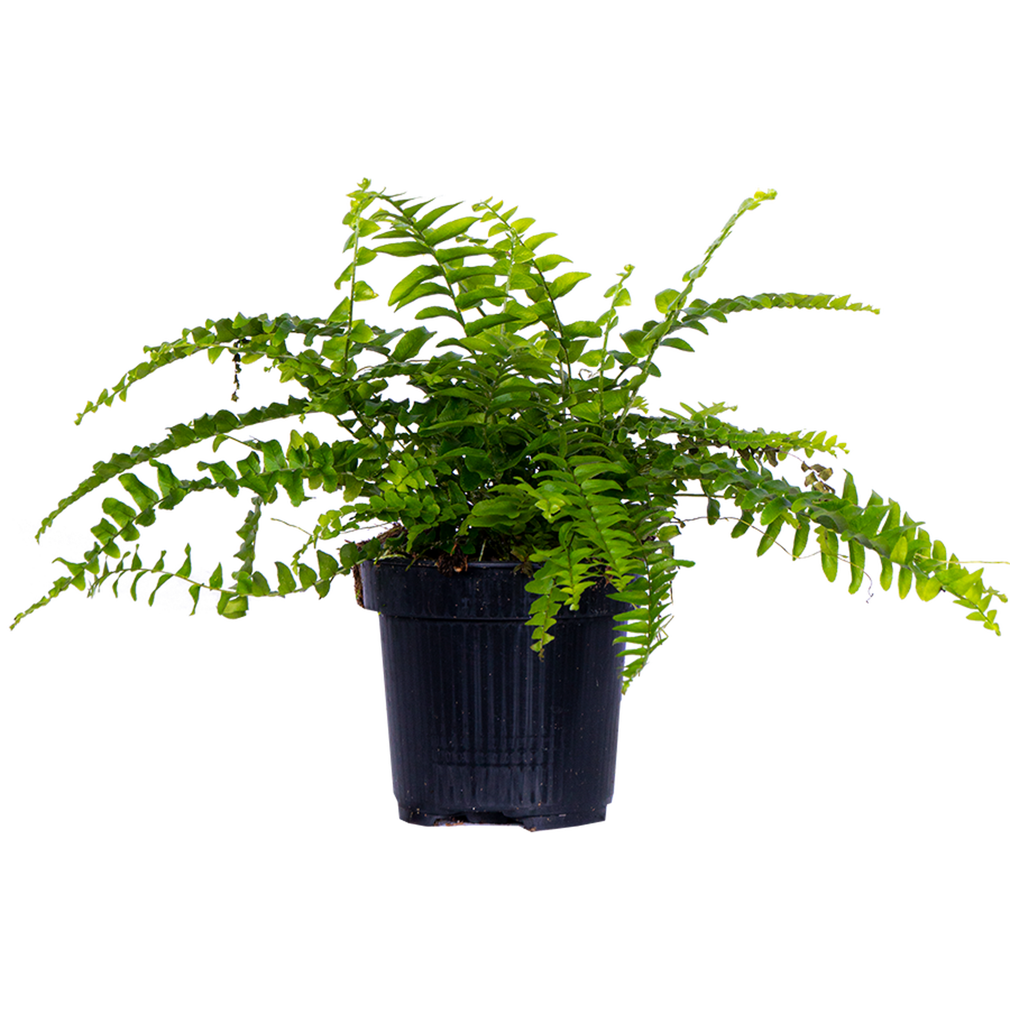 Click here for Plantsome Nephrolepis Exaltata Boston Fern (S) Liv... prices