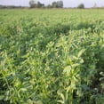 Outsidepride Vernal Alfalfa Legume Seed - 5 LBS for Hay Production and ...