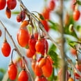 Red Goji Berry Live Plant, Goji Berry Bush, Sweet Edible Fruit, 4–6 ...