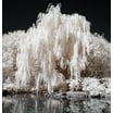 Red Flame Willow Trees - Burning Bush - Fast Growing and Stunning Color ...