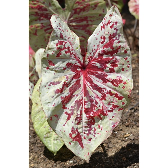 Caladium Bulbs