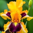 Iris for Planting-(Non-Artificial)-Easy Care & Quick Sprouting ...