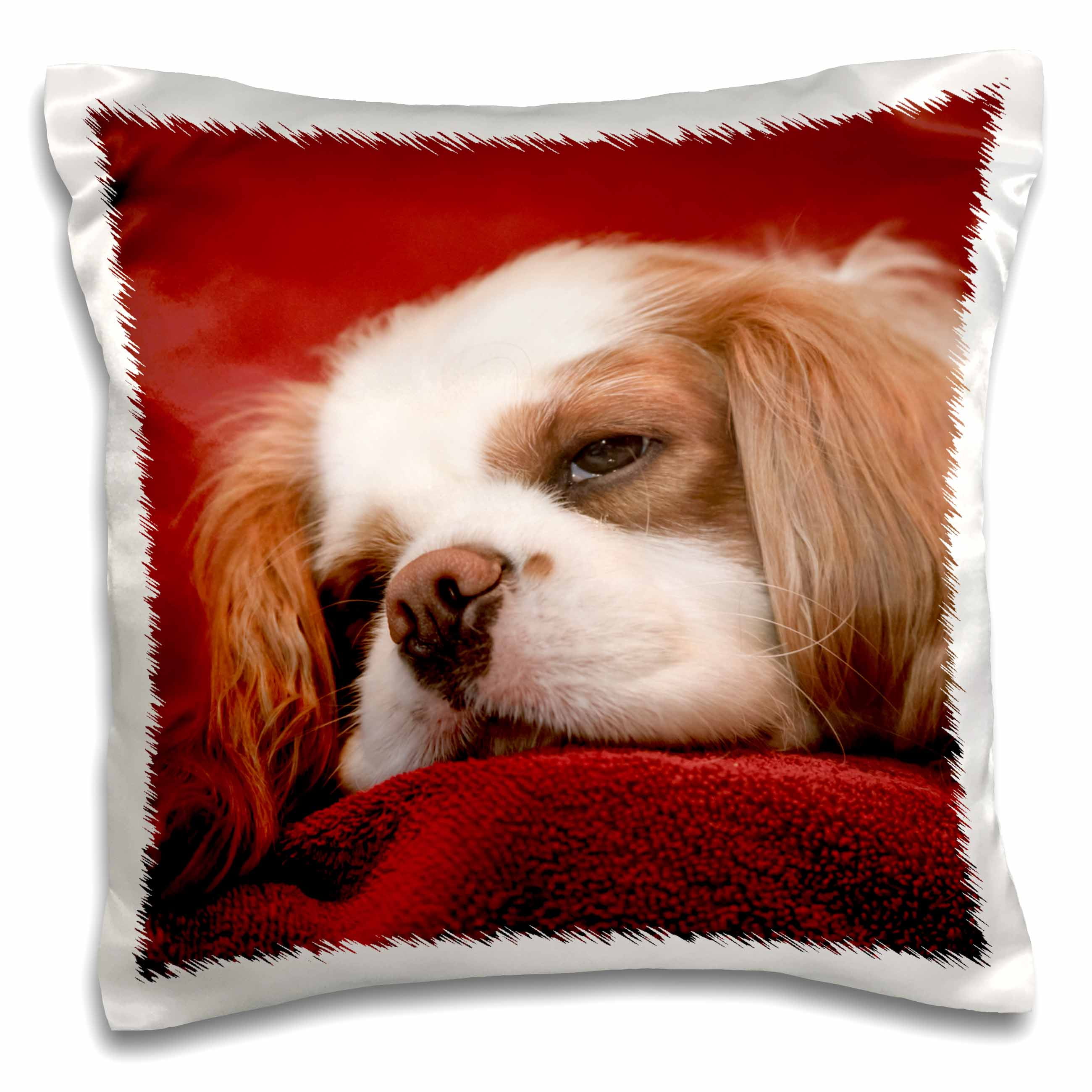 Cavalier King Charles Spaniel sleeping on a towel-covered sofa. 16x16 ...